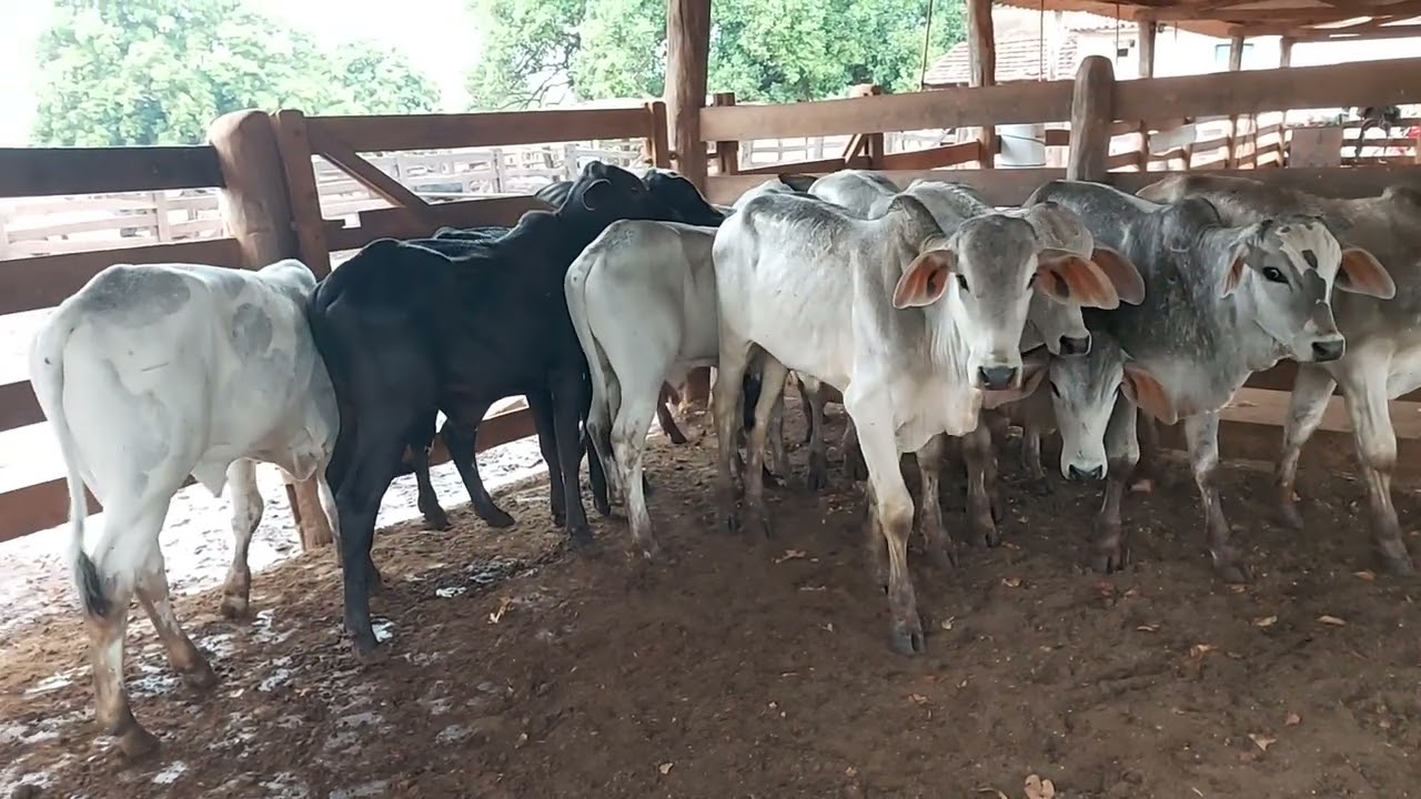 MERCADO DA UMA AQUECIDA PREÇO DE BEZERRO ATUALIZADO. - YouTube
