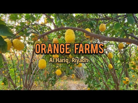ഹരിഖിലെ ഓറഞ്ച് തോട്ടങ്ങൾ |Orange Farm Visit -Jan 2023| Al Hareeq ...