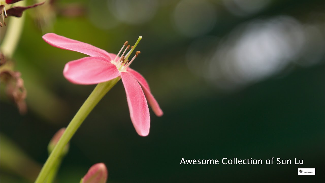 Awesome Collection of Sun Lu 2019 - YouTube