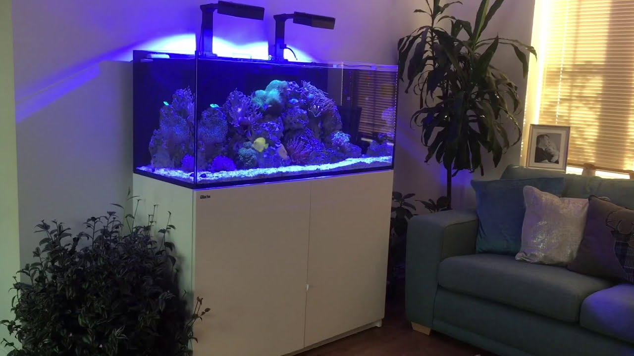 My Red Sea Reefer 350 Deluxe 🥰 - YouTube