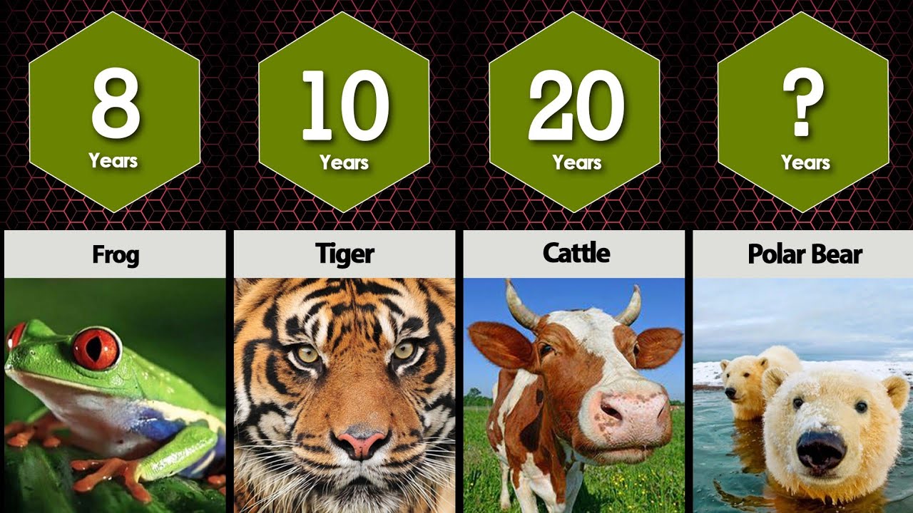 Comparison 2023|Average lifespan of different animals - YouTube