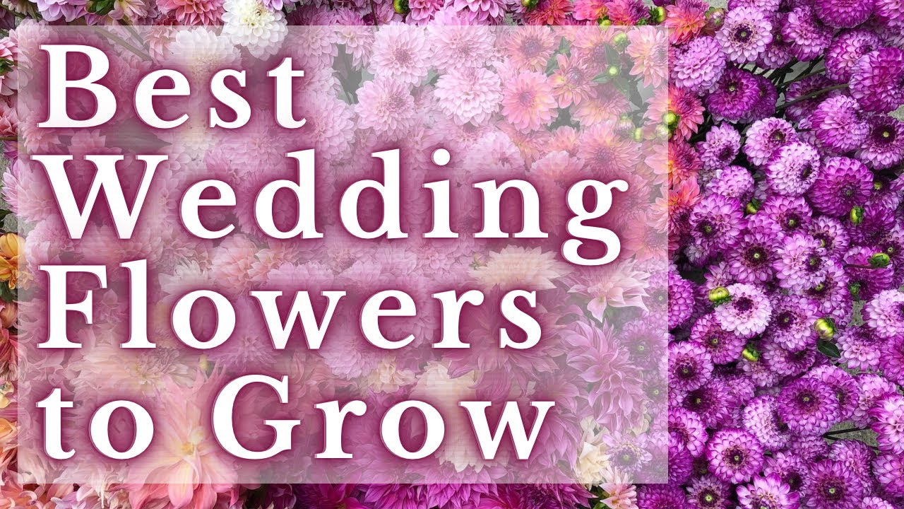 BEST FLOWERS We Grow For Wedding Design | Fireside Chat | PepperHarrow ...