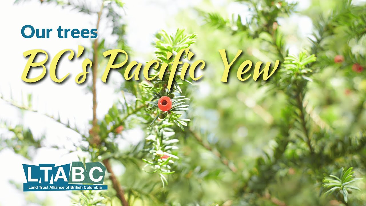 Trees of BC - Pacific Yew - YouTube