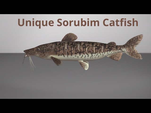 Sorubim Fish