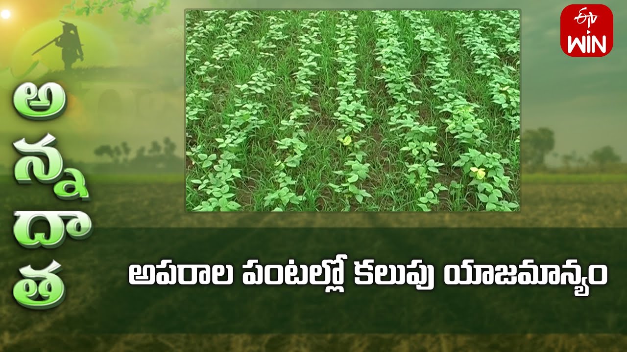 Weed Management in Pulse Crops | ETV - YouTube