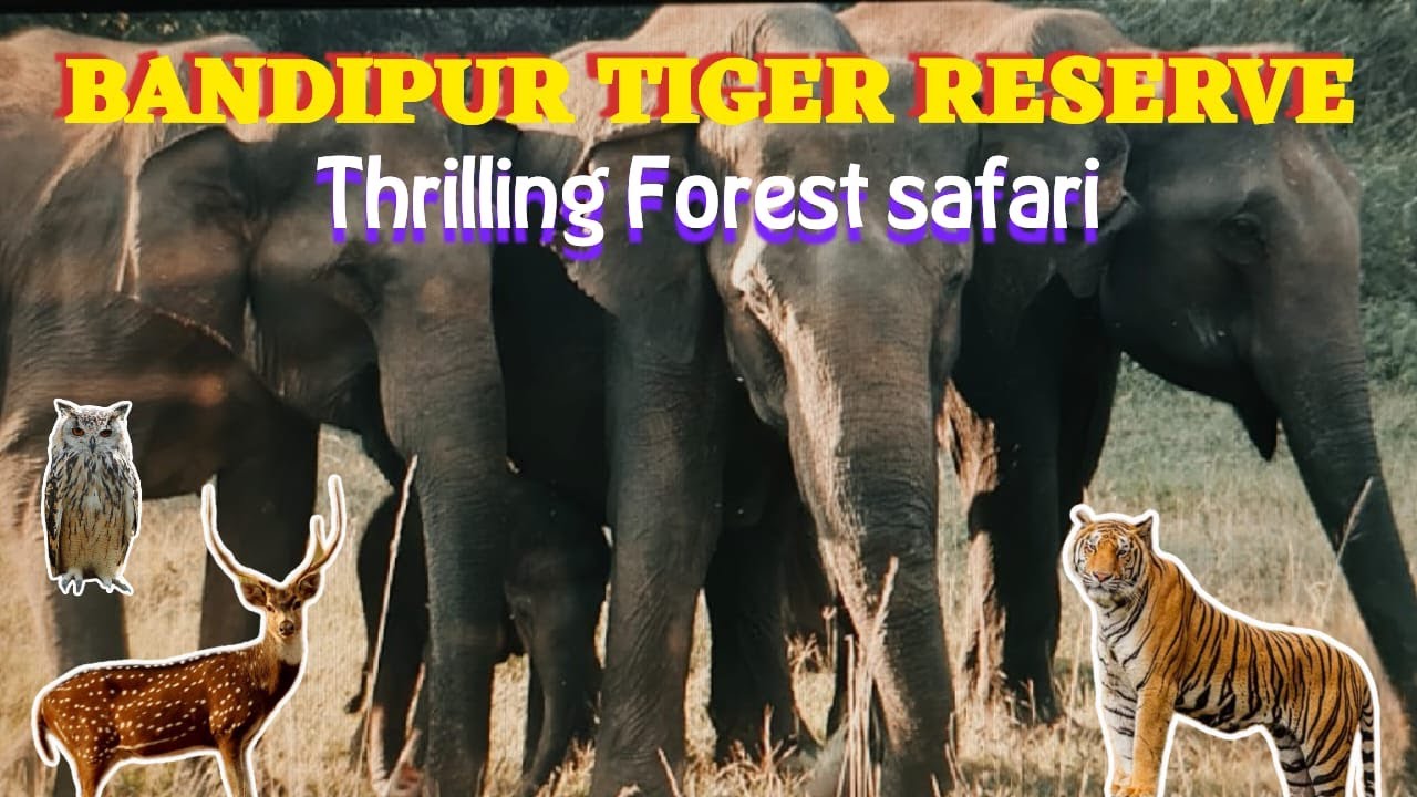 BANDIPUR TIGER RESERVE\BANDIPUR NATIONAL PARK SAFARI\ - YouTube