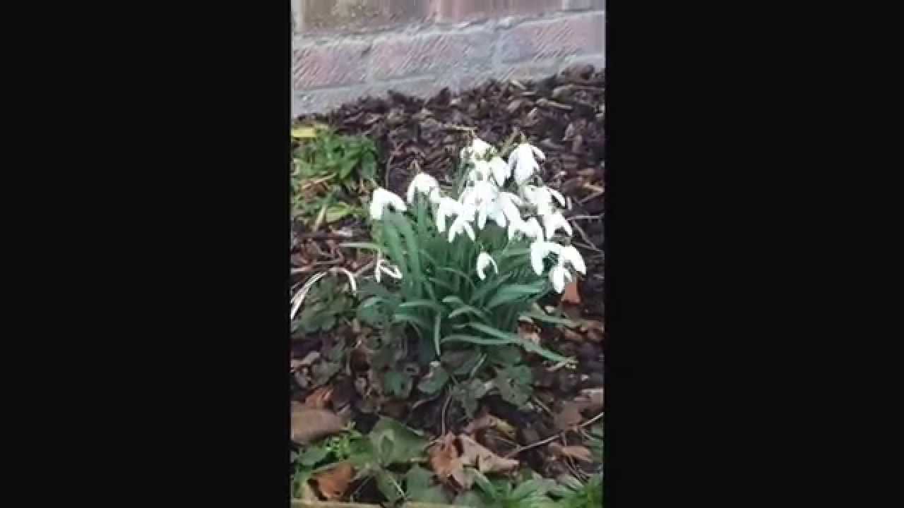 Snowdrops 2015 - YouTube