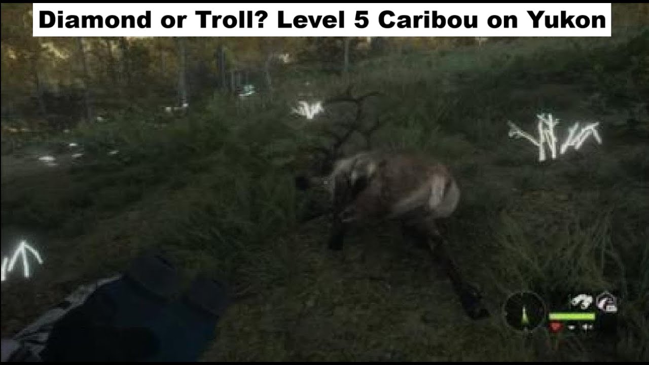 Diamond or Troll? Level 5 Caribou from Yukon Valley - YouTube