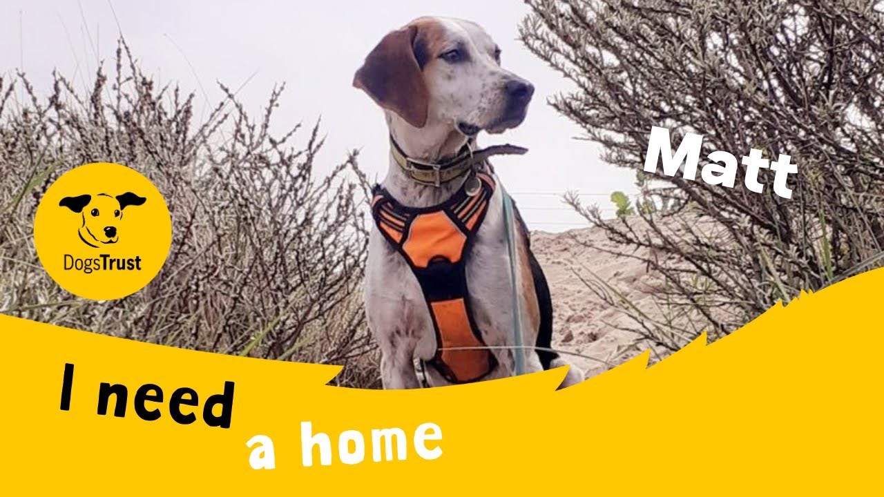 Matt the marvellous Trailhound | Dogs Trust Salisbury - YouTube