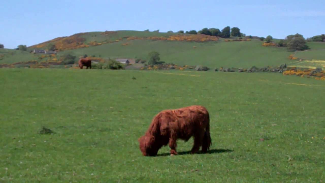 Highland Cow Collessie Fife Scotland - YouTube