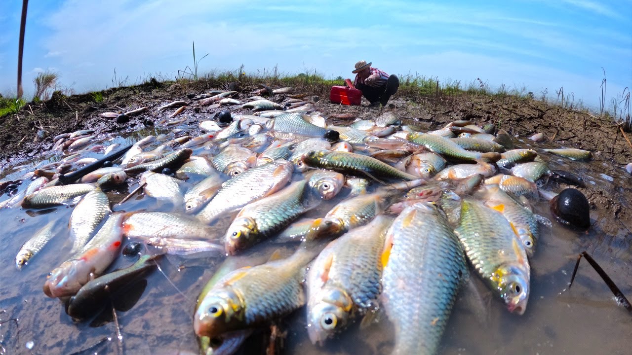 wow amazing fishing! a fisherman catch a lot of fish in mud when dry ...