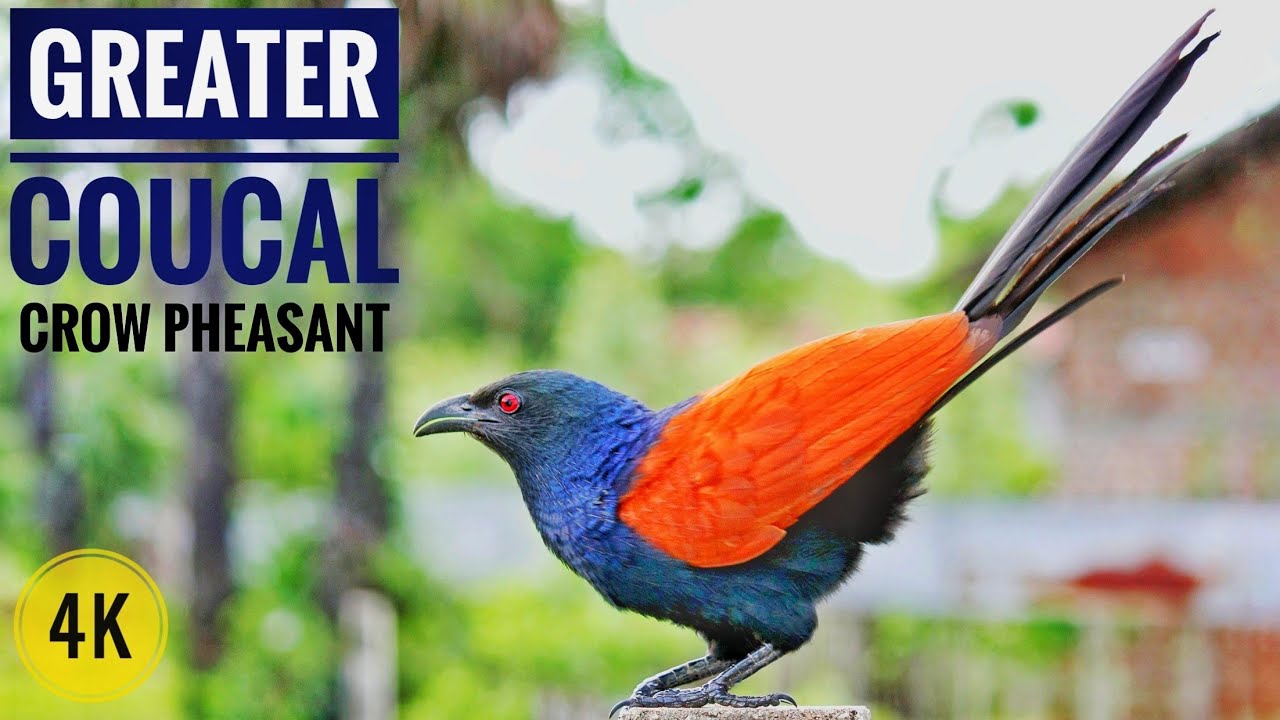 Greater Coucal Bird | Crow Pheasant | Bharadwaj | Window Birding 4k ...