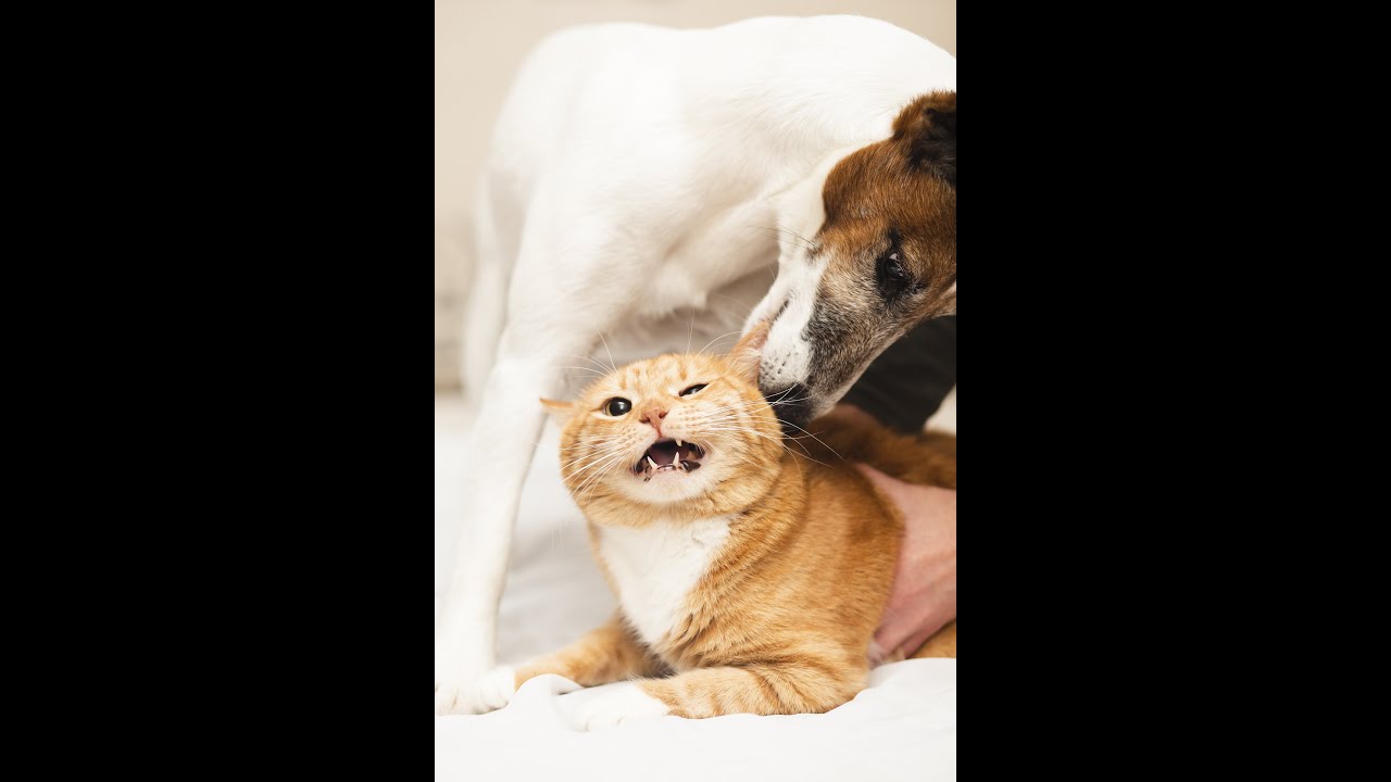 Scared Cats and Their Reactions Compilation 🙀: Cute Cats - YouTube