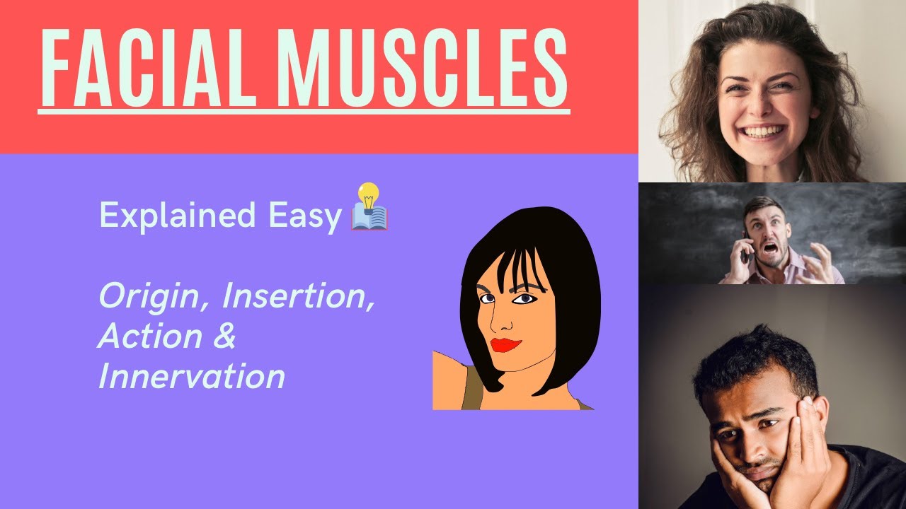 Facial Muscles Anatomy: Origin, Insertion, Action and Nerves #muscles # ...