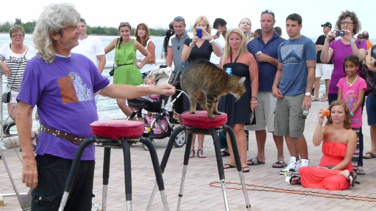 Key West Cats - 9 - Dominique LeFort - Mallory Square - Key West - YouTube