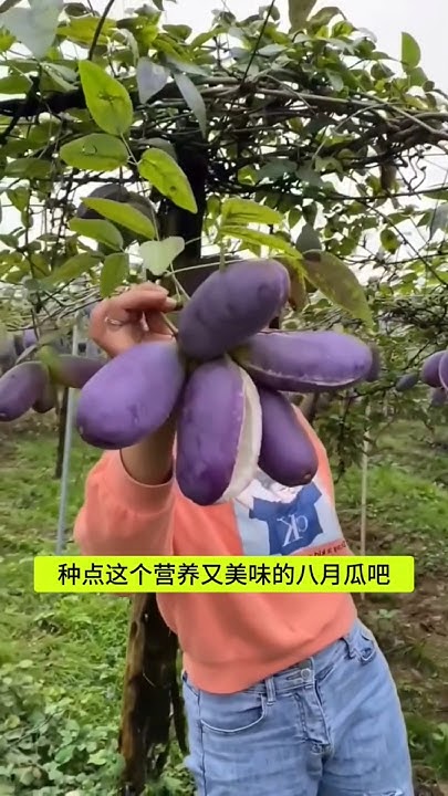 Akebia Quinata Fruit or Chocolate Vine is one of the strangest fruits ...