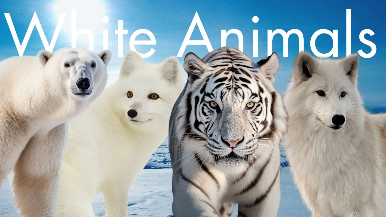 Top 5 Pure White Animals in the world by care nature #wildlife #animals ...