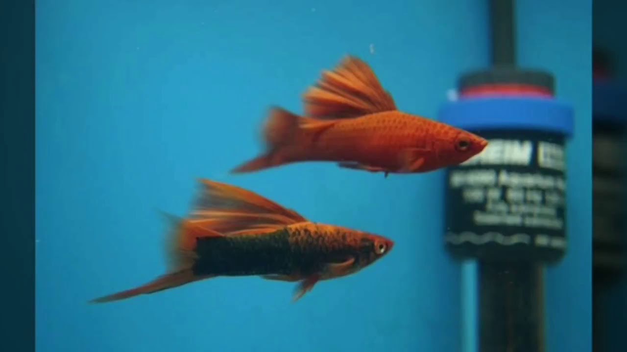Red swordtail | Green swordtail fish review| Red swordtail gender ...