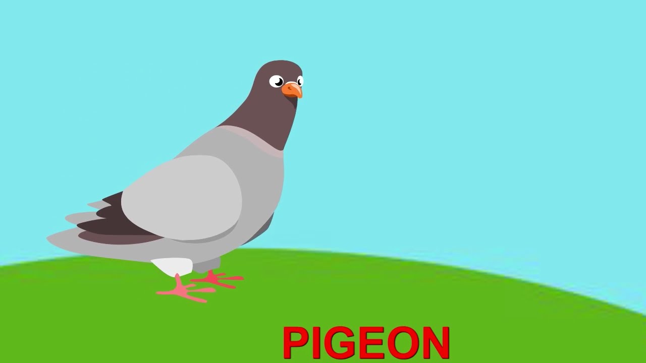 Finger Family Nursery Rhymes | PIGEON | Bird Finger Family Songs ...