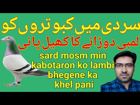 Gola Kabootar Lambi ka Khel Pani | December | January | Gola Kabootar ...