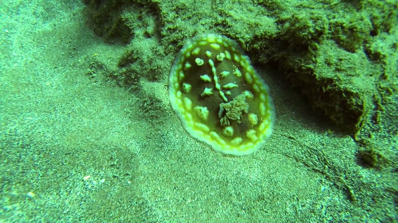 Clumpy Nudibranch spotted by Merra in Maui, HI - YouTube