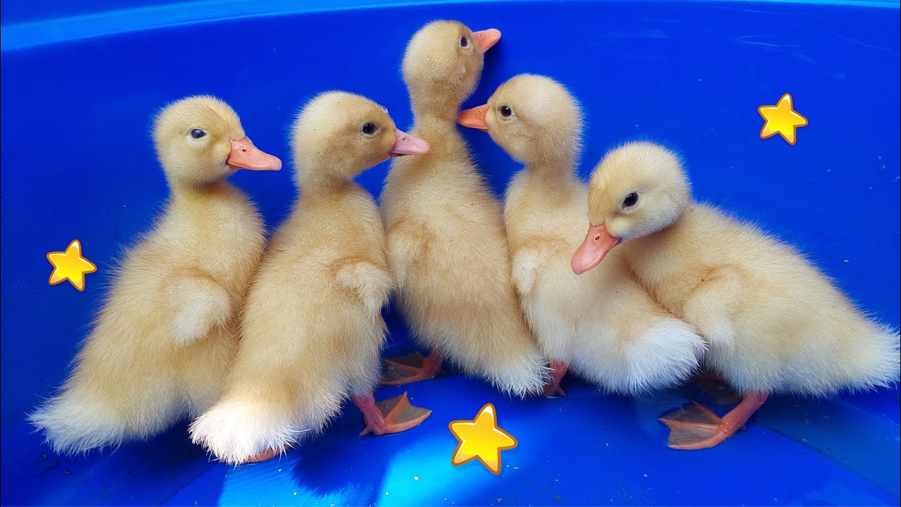 Mencari Bebek Warna-warni Di Hutan Bebek Angsa Bebek Bebek Bebek ...