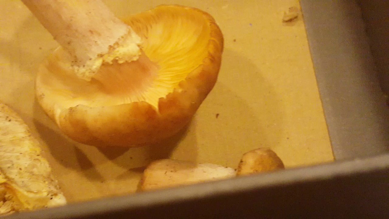 Lots of Maggots inside mushroom - YouTube