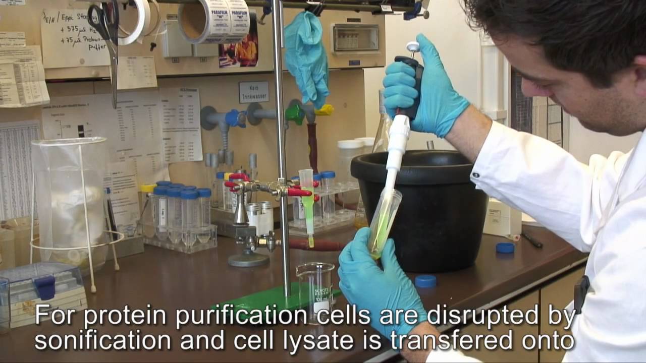 GFP Purification - YouTube
