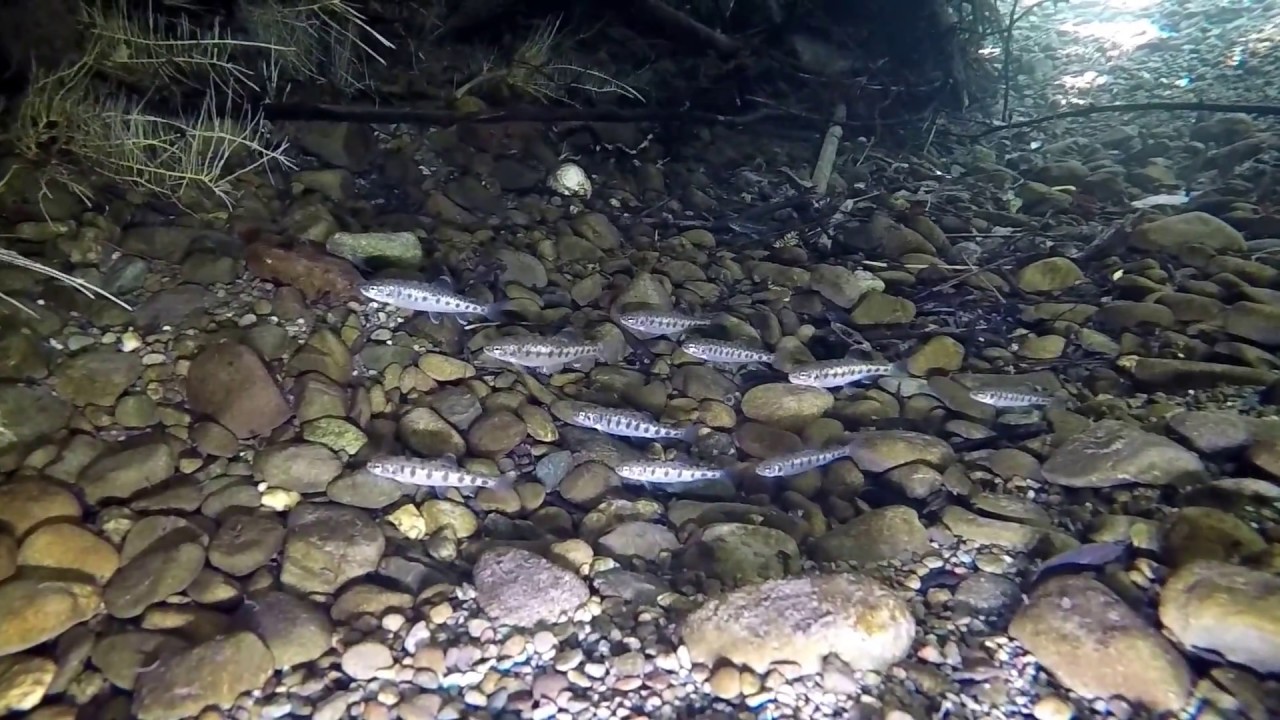 School of juvenile steelhead in Mill Creek - YouTube