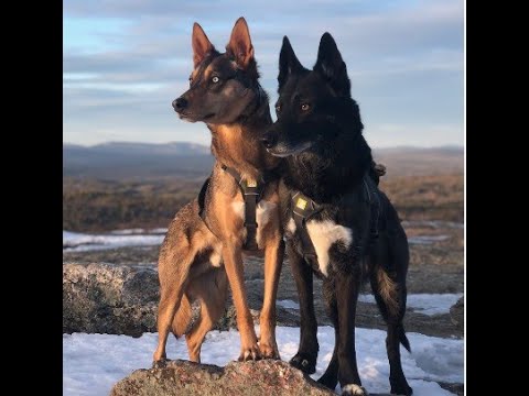 Considering a NAID? 10 Things to Know About Native American Dogs ...