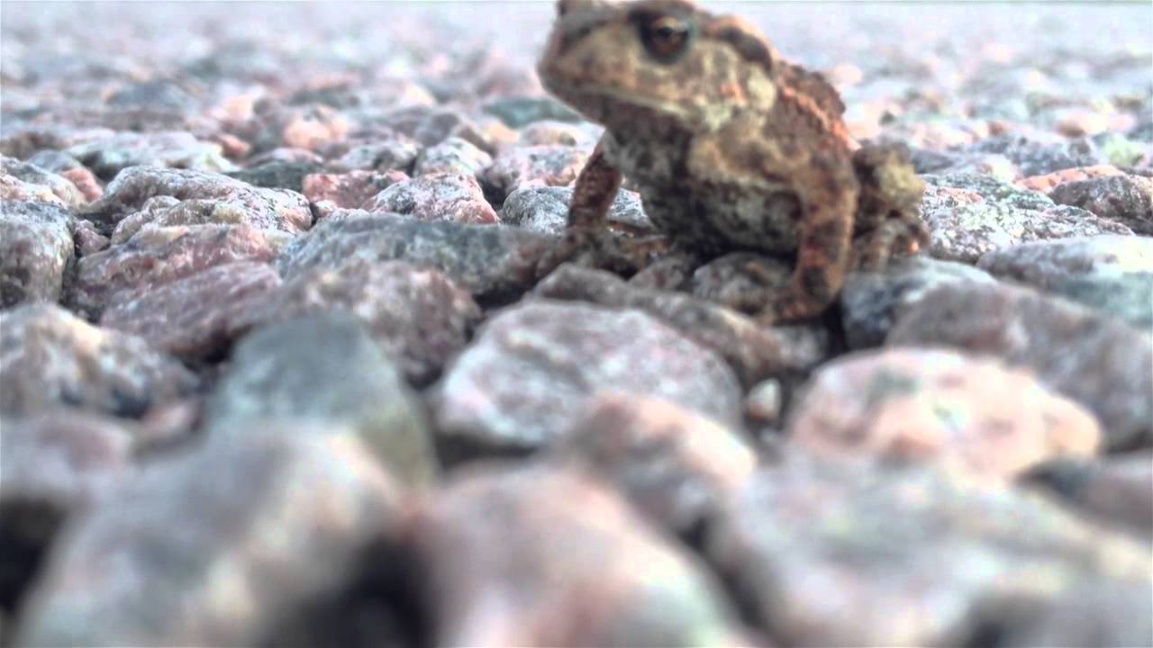 The Frog paralyzed - YouTube