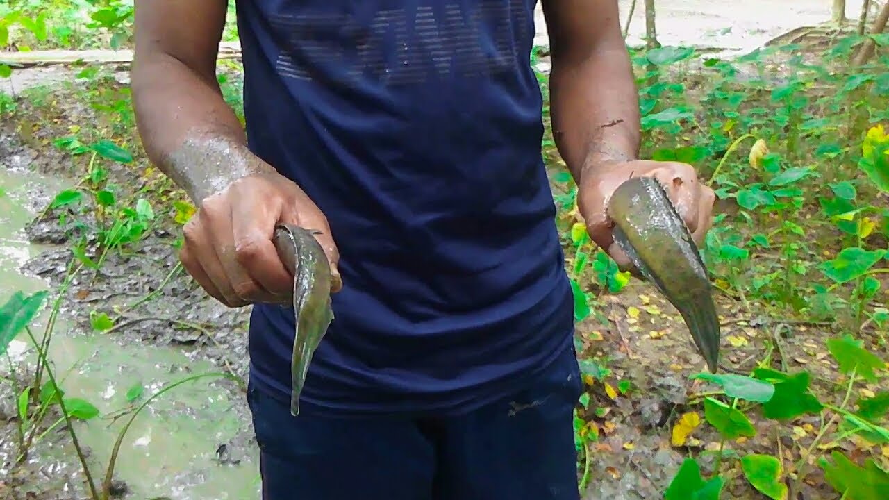 Best Hand Fishing | Primitive Hand Fishing By Fisherman | Unique Fish ...