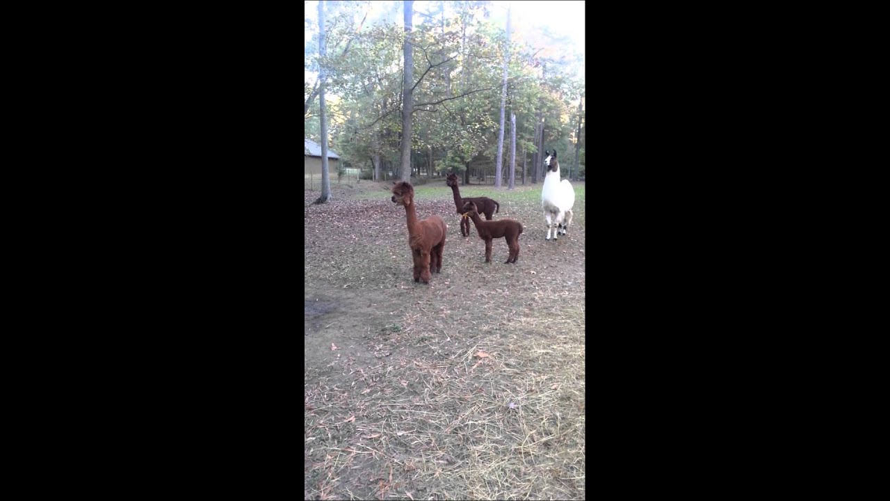 Alpaca and Llama alarm cry - YouTube