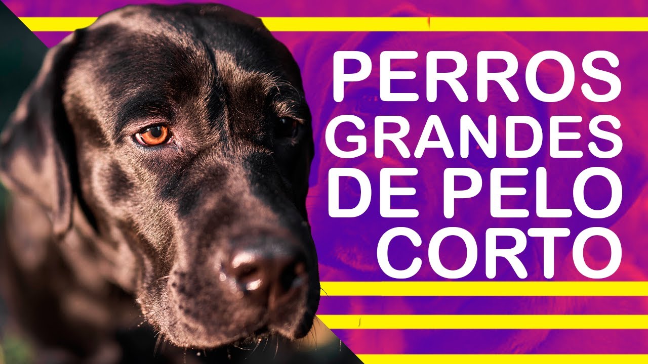 ¡IMPRESIONANTES! 5 RAZAS DE PERROS GRANDES Y PELO CORTO 🐶😎 - YouTube