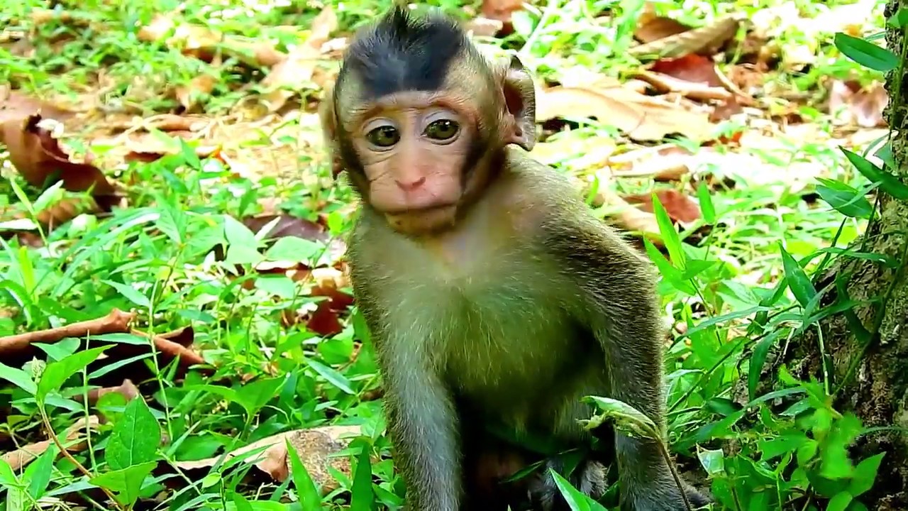Copper baby monkey so sad , because miss mom Coco , poor Copper baby ...