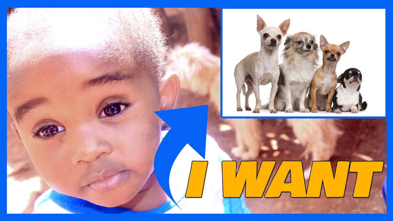 Looking for a REAL Pet Dog - YouTube