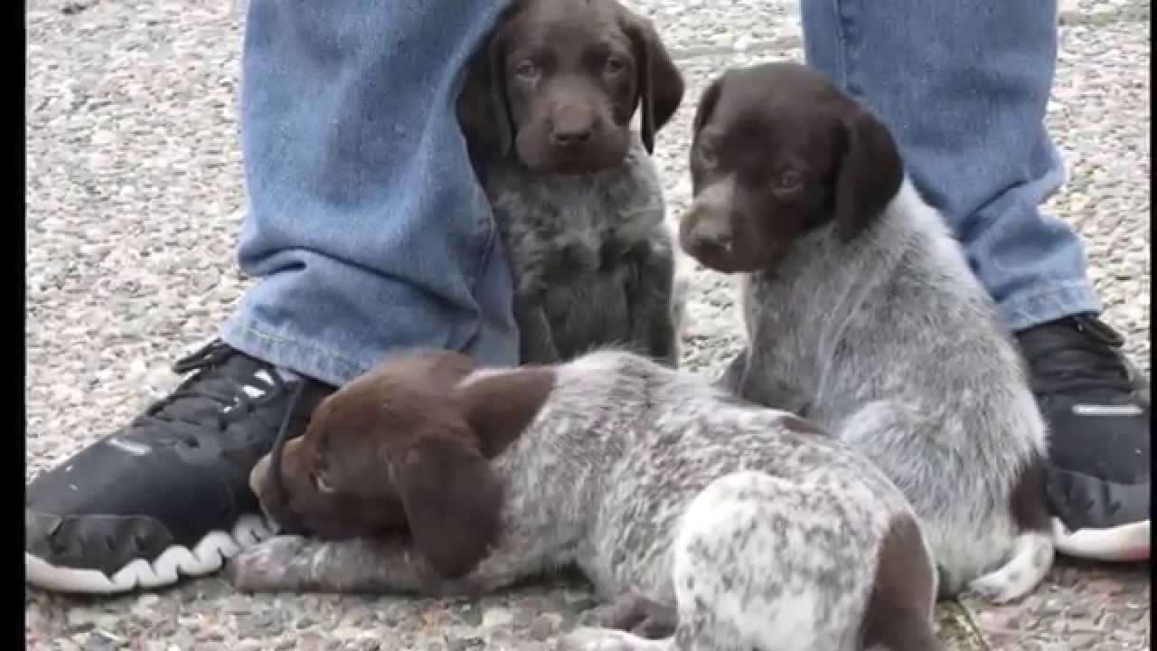 GSP Puppies at 4 Weeks - YouTube
