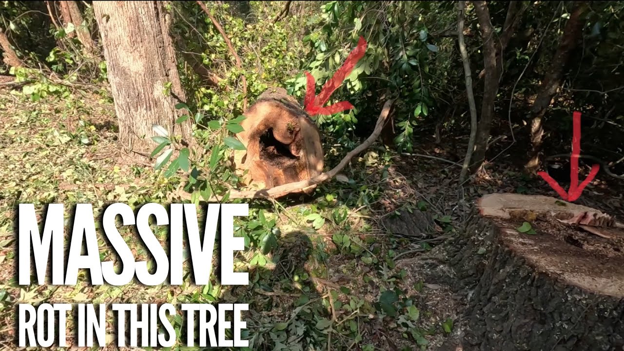 Saving houses one tree at a time & the Eastern Loggers Calendars are ...