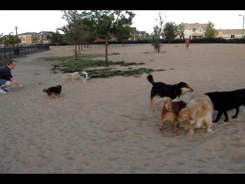 Stapleton Dog Park -September 10th, 2009 - YouTube