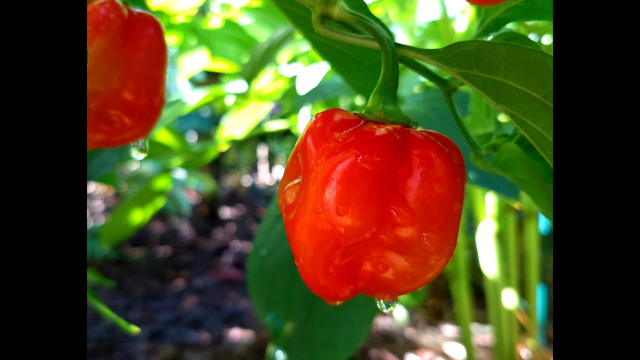 2 pretty pepper plants 两棵美人椒 - YouTube