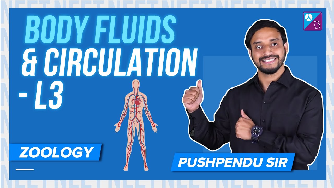 Human Circulatory System And Structure Of Heart Body Fluids And