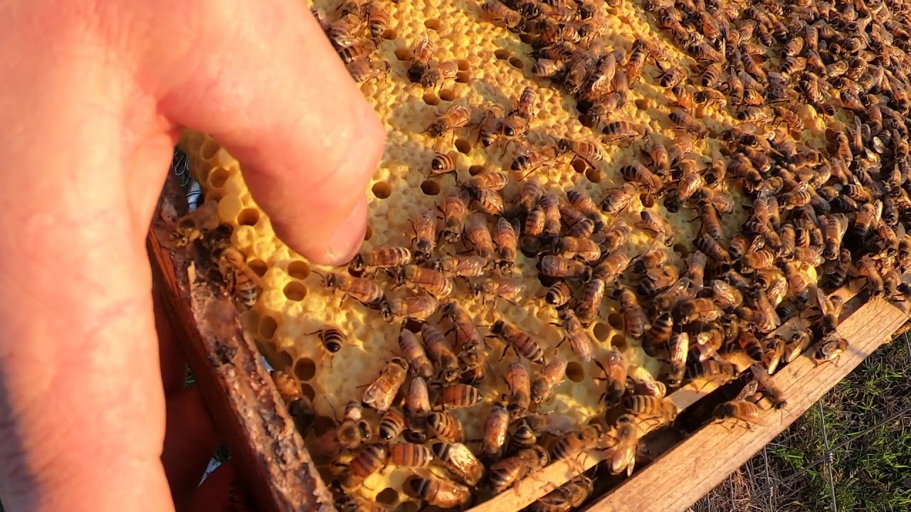 Five Frame NUC With Ten Frame Hat Hive Inspection - YouTube