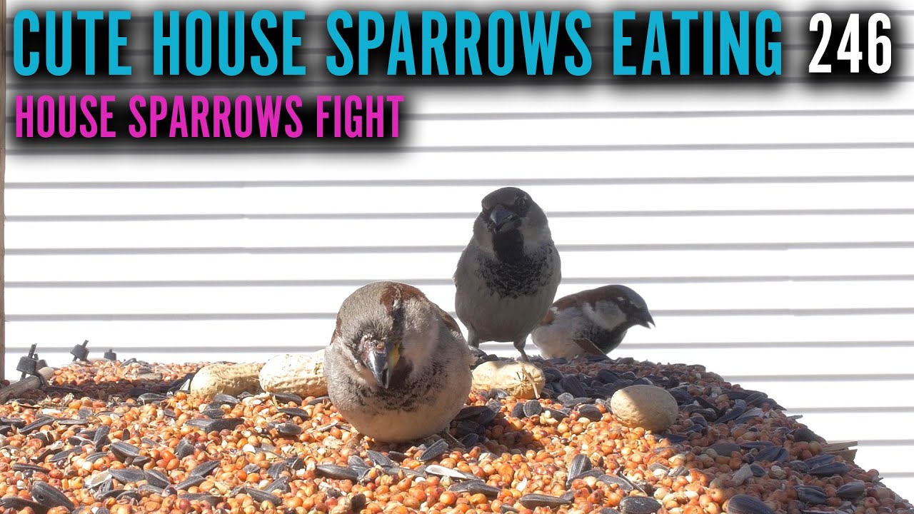 House Sparrows Have A Little Scuffle And Make Cute Noises - 246 - YouTube