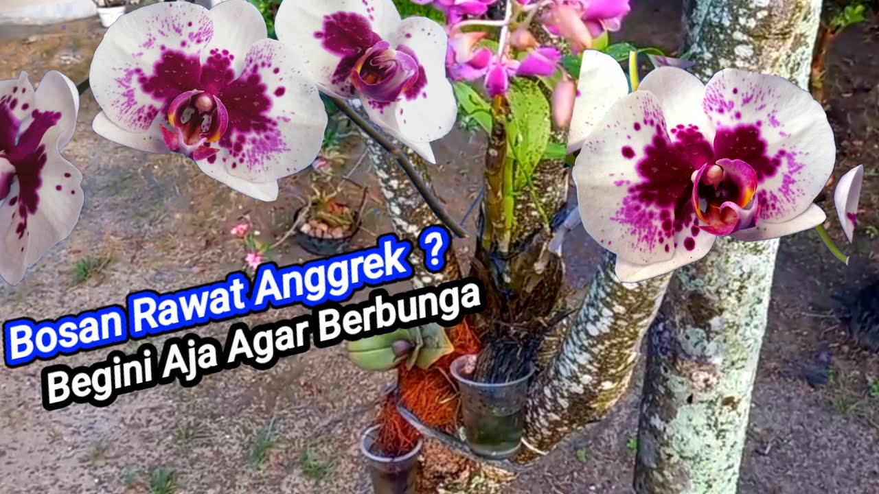 Tips Menanam Anggrek Di Pohon - YouTube