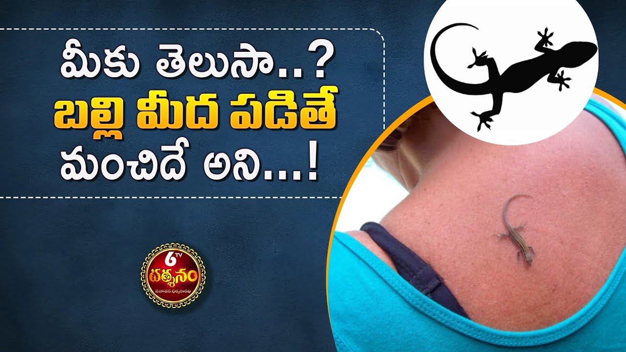 Benfits Of Lizard : When Lizard Felt On Body Parts | Balli Sastram ...