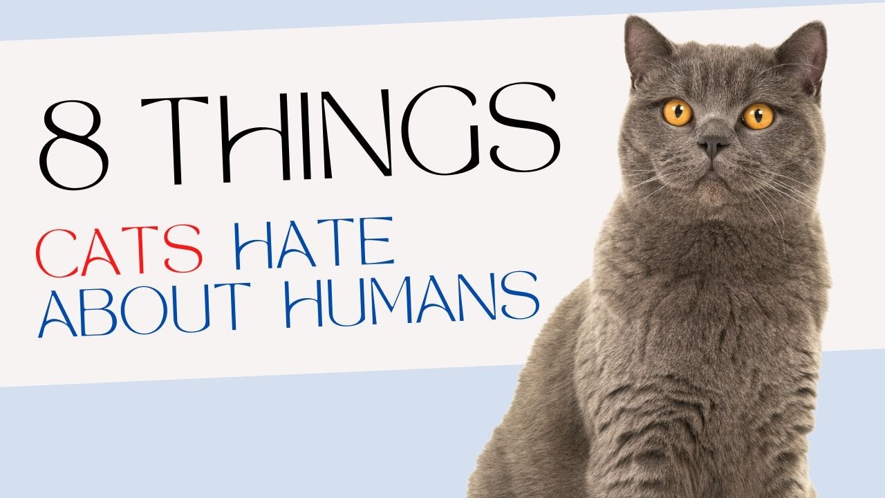 8 Things Cats Hate About Humans! - YouTube