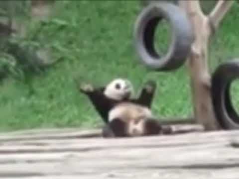 Göbek Atan Panda (Nadir Görüntüler)