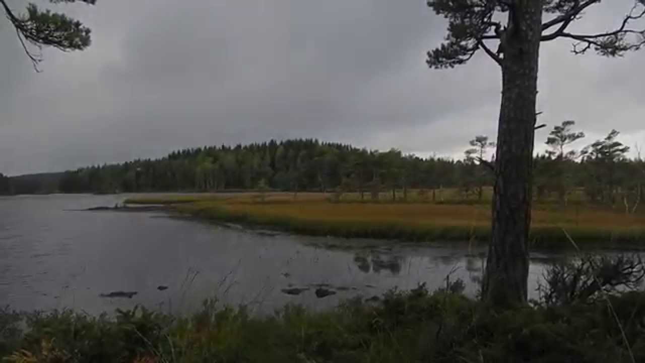 Forest and swamps (Svarte Dalen-Sweden) - YouTube