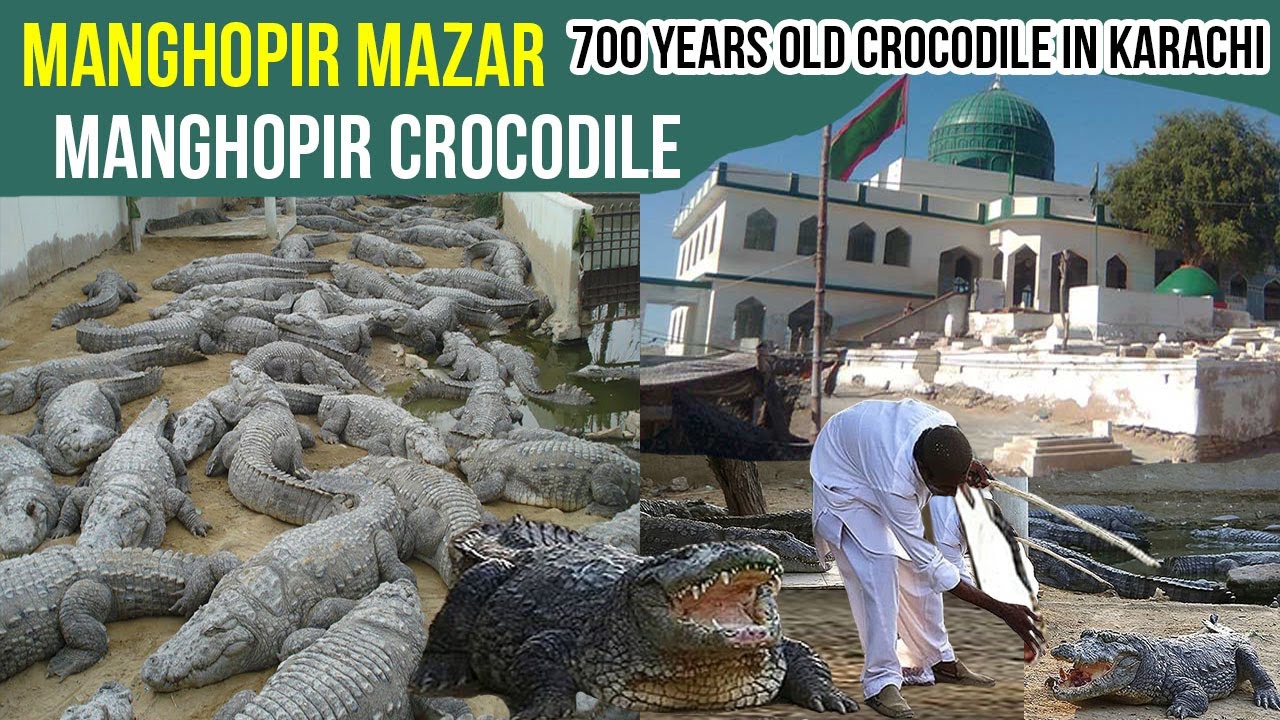 Manghopir Mazar | Manghopir Crocodile | 700 Years Old Crocodile in ...