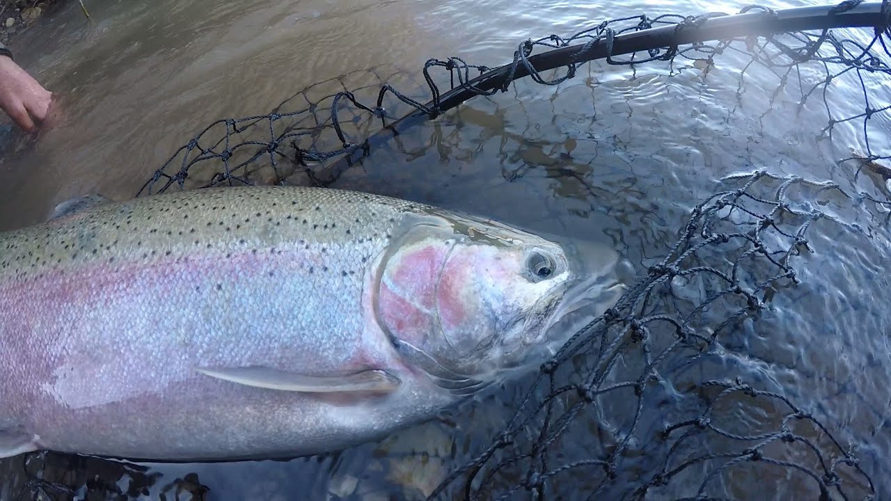 HIGH MUDDY WATER!!! (California Steelhead) - YouTube